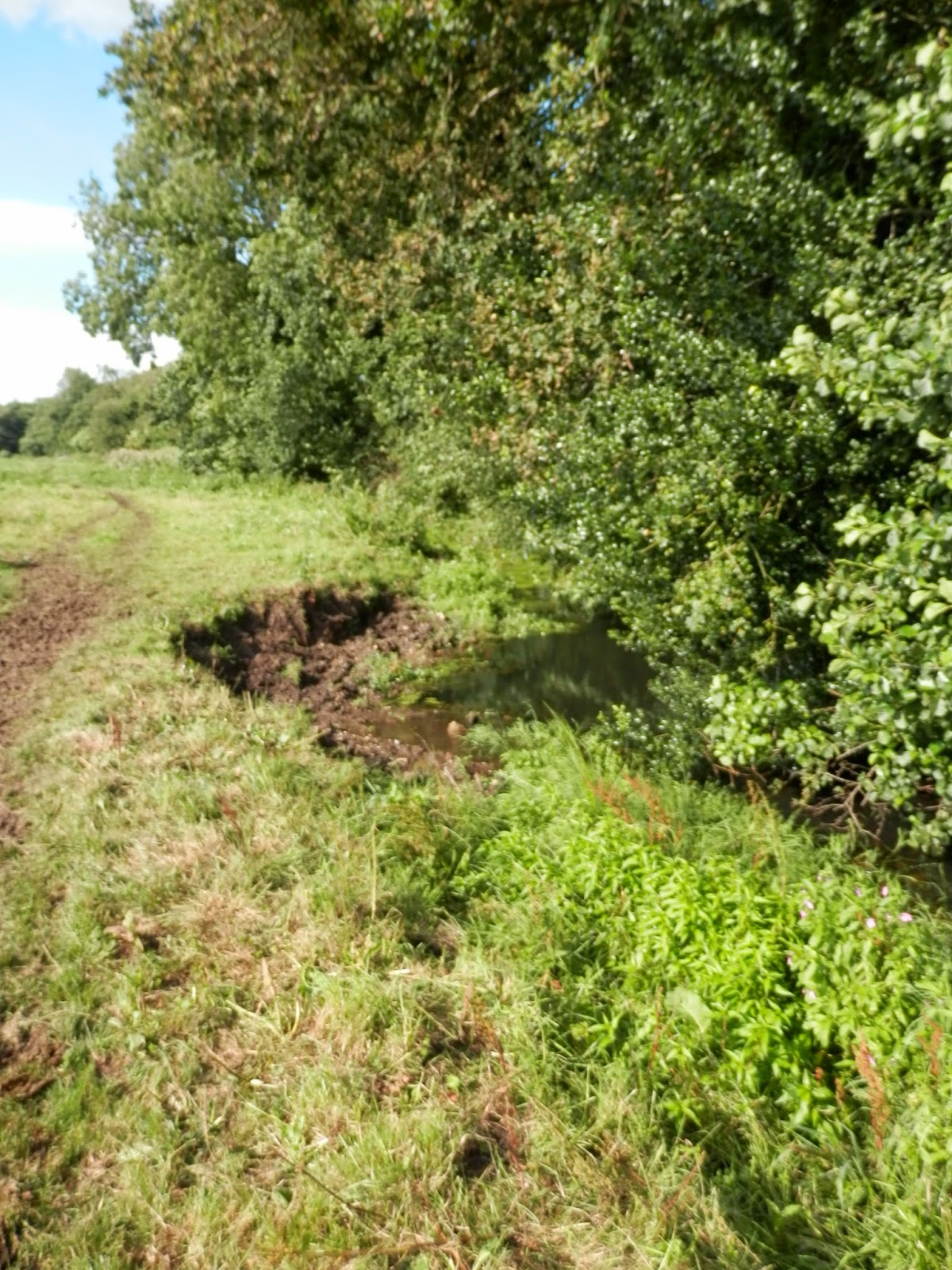 Norfolk and Suffolk: Angles Way past the lower end of Flixton Decoy