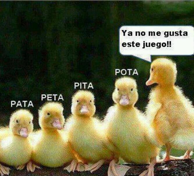 ANIMALES TIERNOS Y DIVERTIDOS: PATITOS