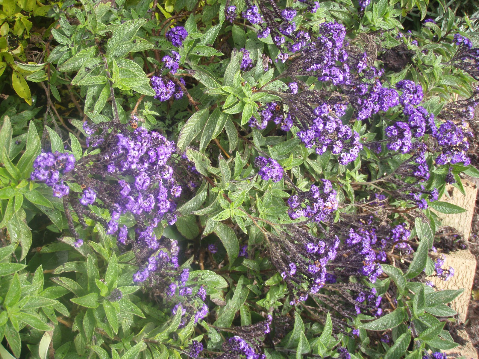 Selina Rainbow Moon Abundance: The color Purple/Violet