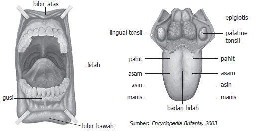 Sistem Pencernaan Manusia | Mikirbae