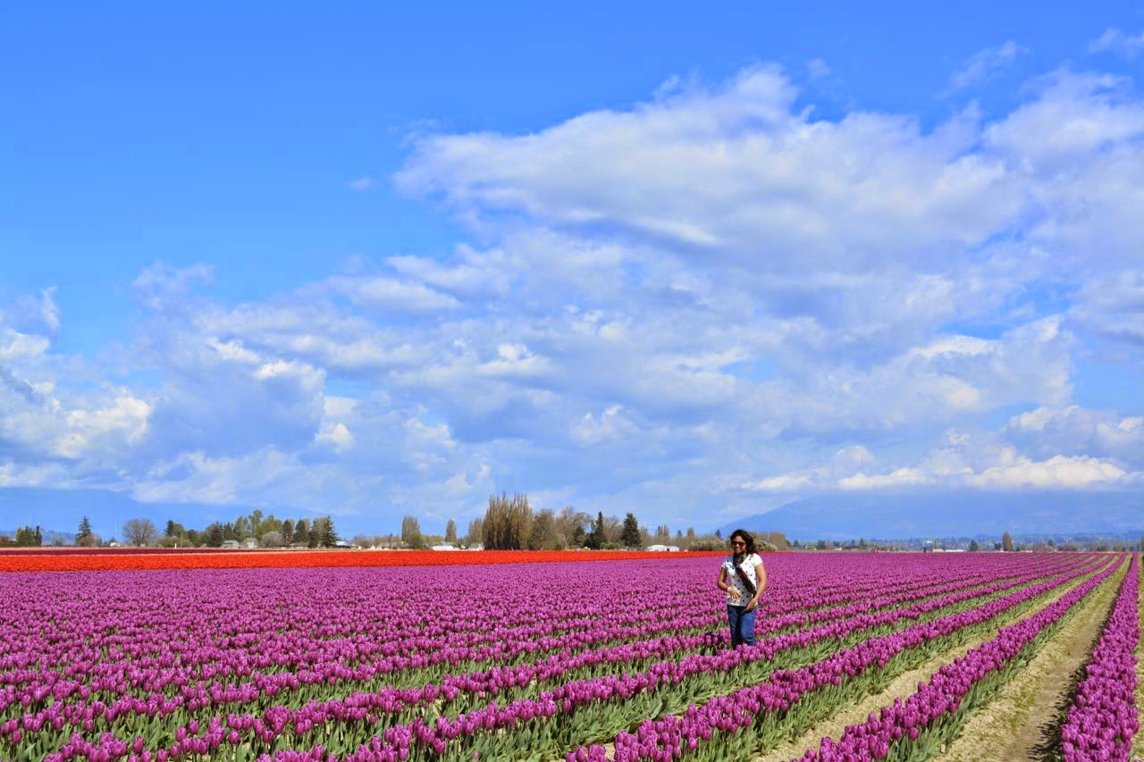 A Golden Tulip: MY FIRST SPRING IN SEATTLE