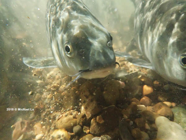 The rainforests of Borneo & Southeast Asia: Freshwater fishes from ...
