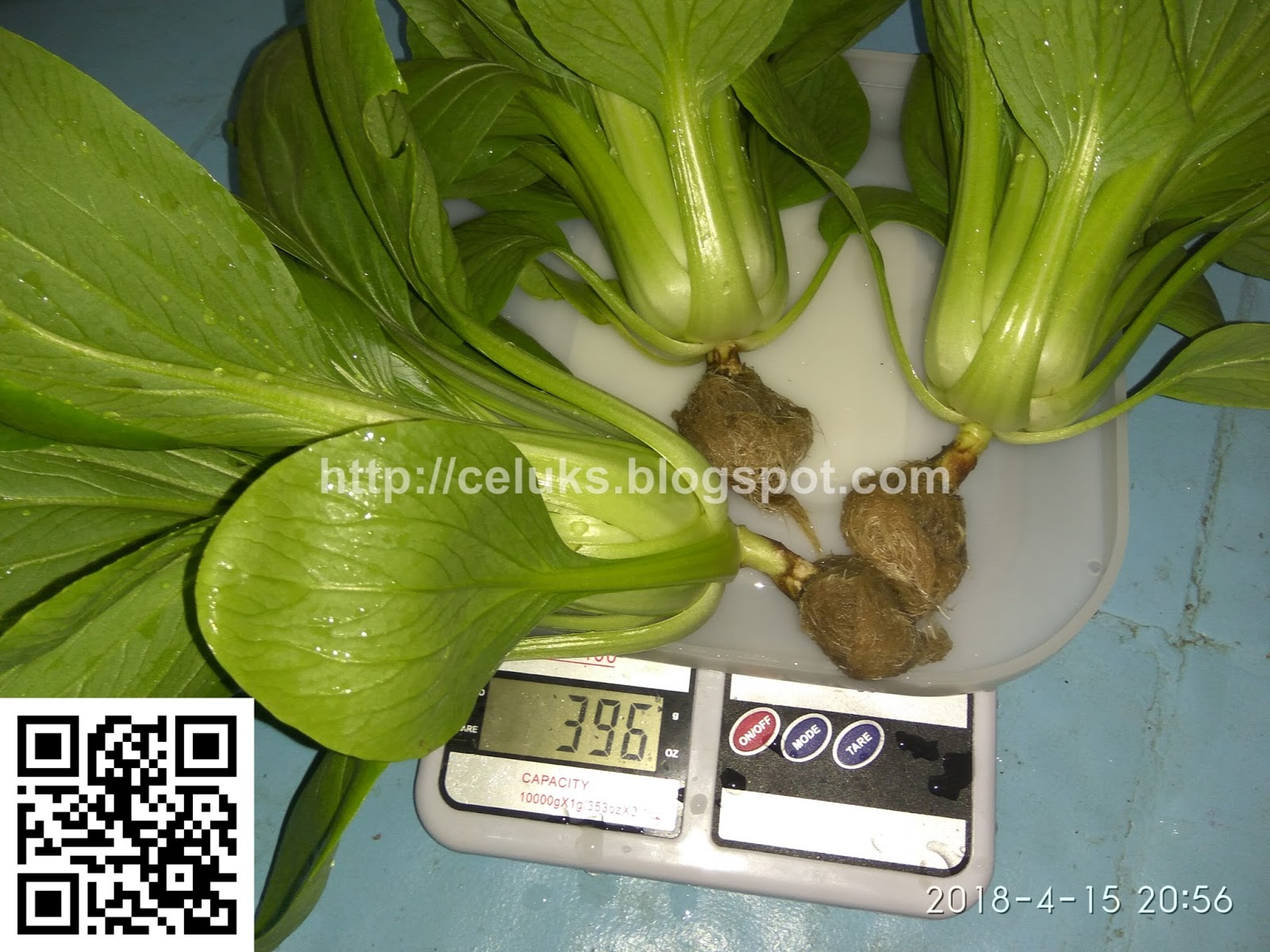 Pakcoy Hidroponik Dari Benih Sampai Siap Saji