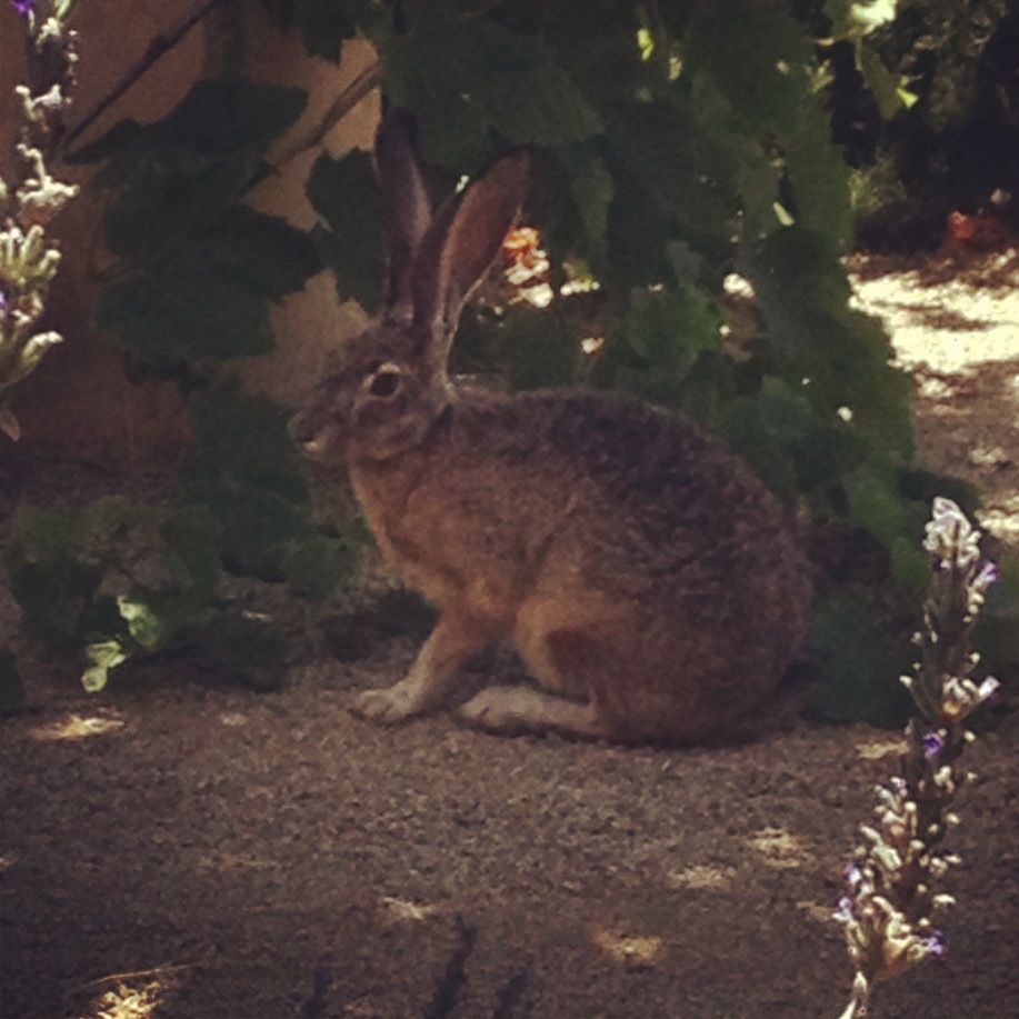 vignette design: A Warren Of Rabbits