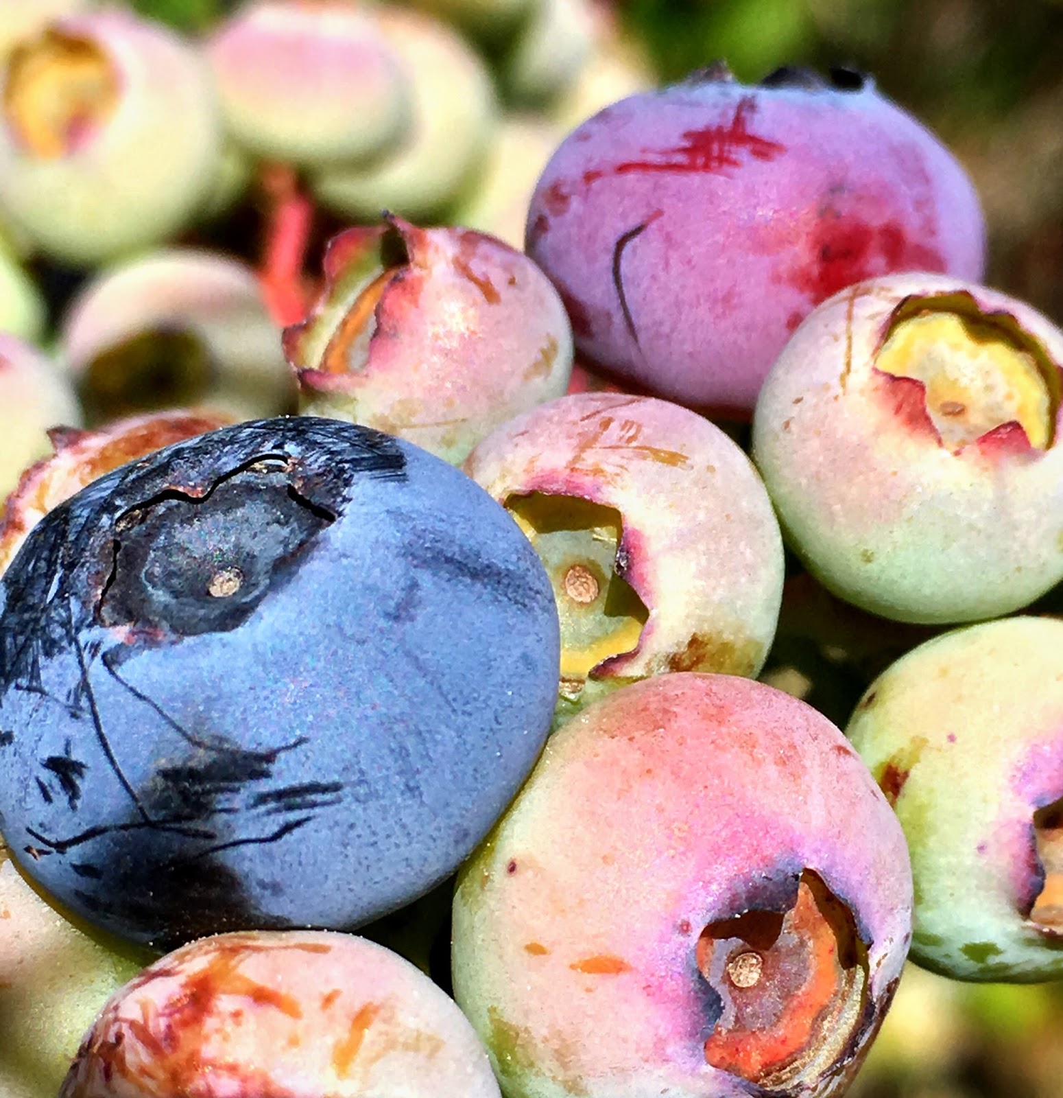 WALLA WALLA DAILY PHOTO As Seen By Susan: BLUEBERRY-LICIOUS