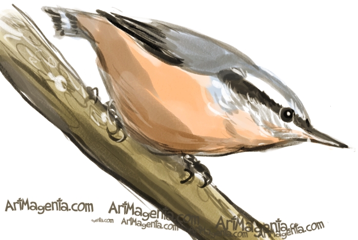 Birds: Red-breasted Nuthatch