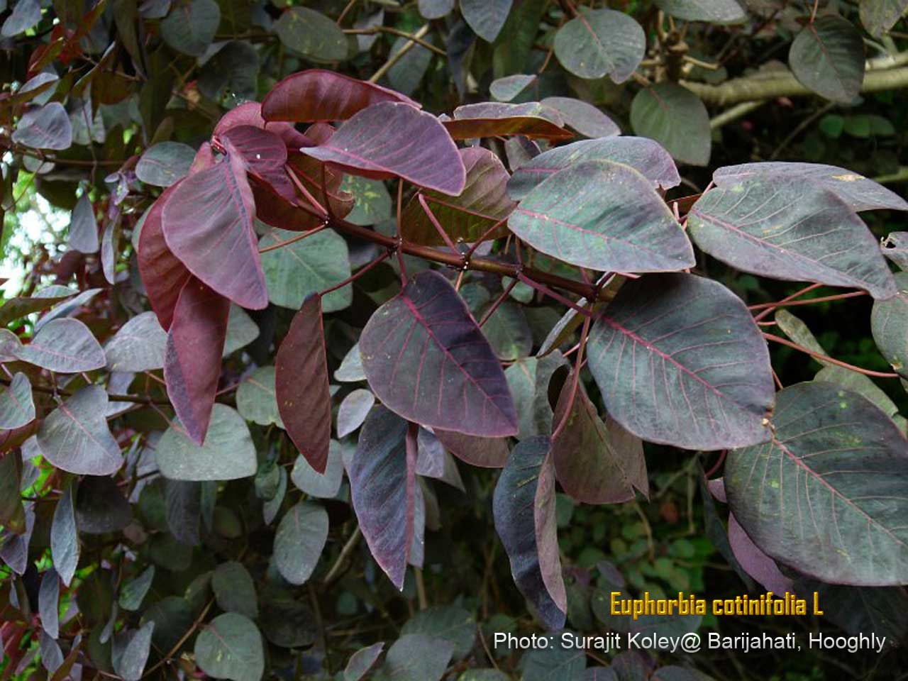 Medicinal Plants: Euphorbia cotinifolia, Sapo barbasco, Caribbean ...