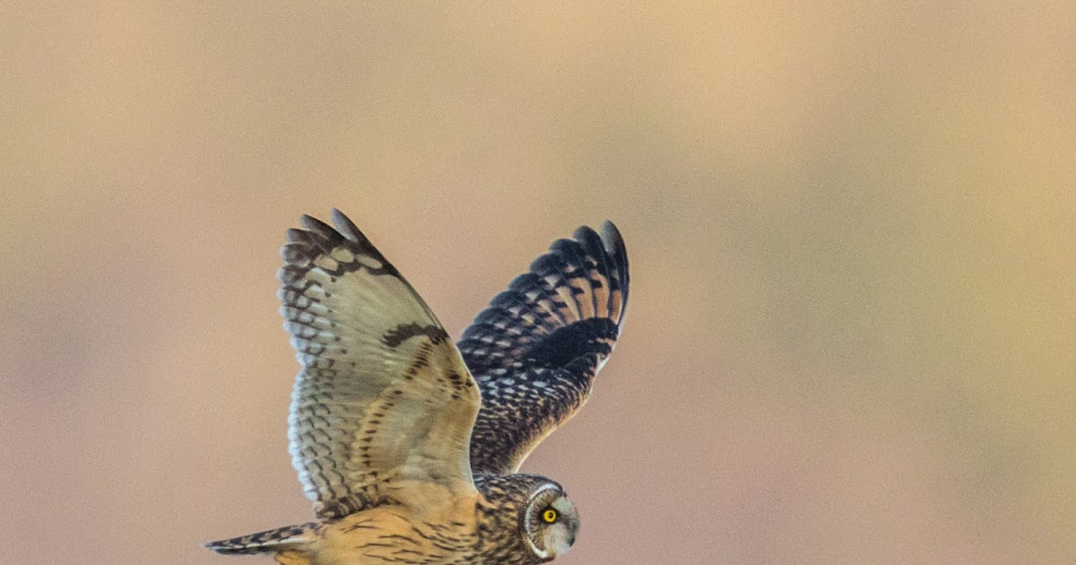 Northamptonshire Birding: Owls, a Merlin and creatures of the water!