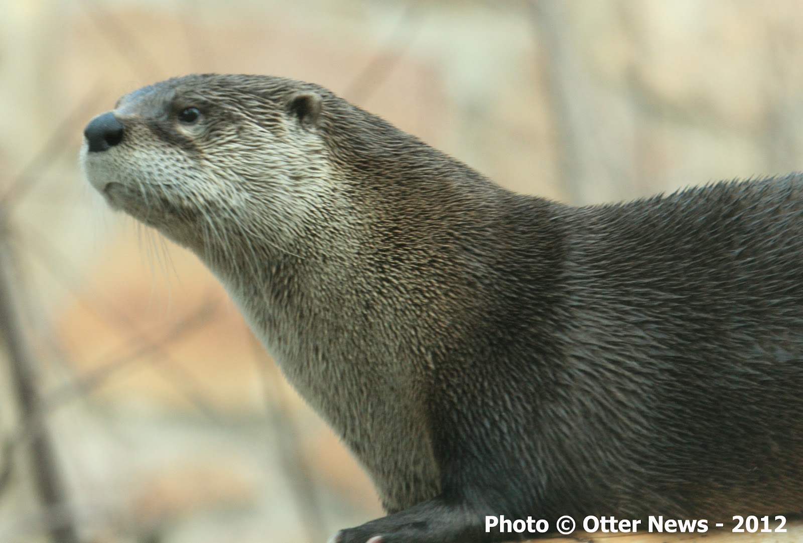 Otter News: A Mountainous Home for the River Otters at Cheyenne ...