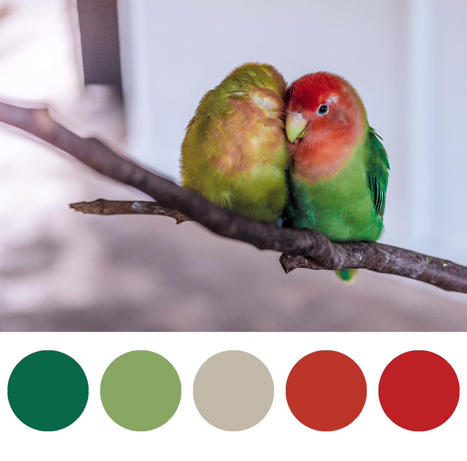 Lovebirds - Search the Color