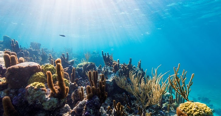 Apa yang Dimaksud Leeward Reef? | Belajar Sampai Mati