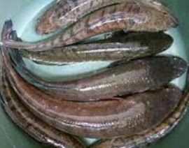 Anim Agro Technology: IKAN HARUAN DAN FAKTA MENARIK