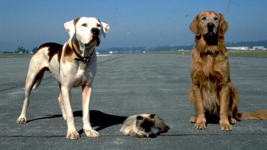 Mind of Frames: Homeward Bound 2: Lost In San Francisco + Noises Off...