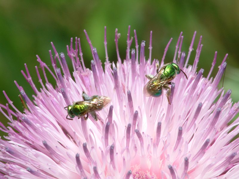 Mark Rehorst's Tech Topics: Insect Photos