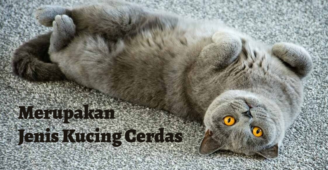 5 Fakta Tentang Kucing British Shorthair