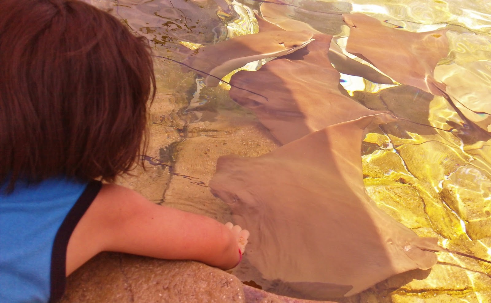 There's Magic Out There: Sting ray Interaction at Seaworld San Antonio ...
