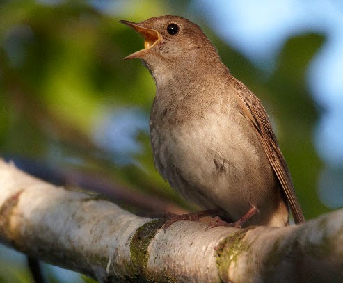Betty's Hjemmeskole : Nattergalen