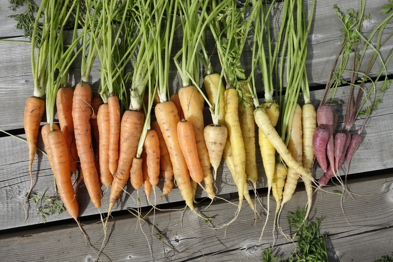 Cold Hands Warm Earth: Harvest Monday: September 26, 2016