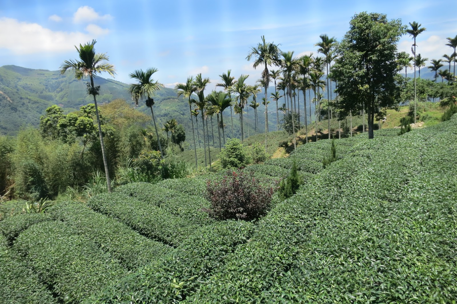 Taiwan: Ruili （瑞里）