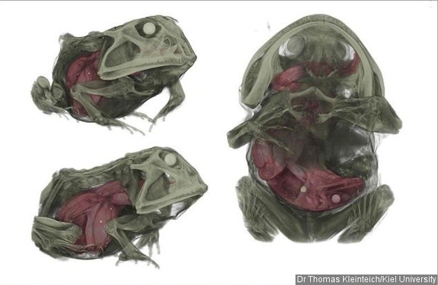 Kanibal, Katak ini Memakan Katak dari Jenisnya Sendiri ~ CERITA DAN ...