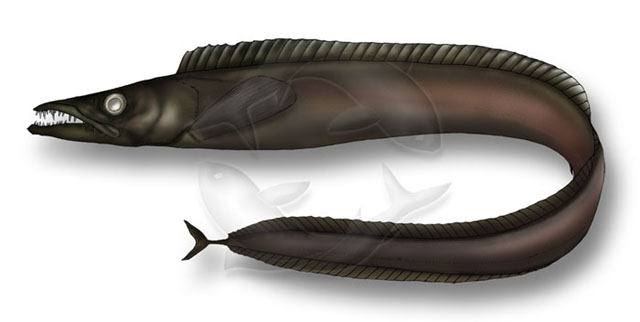 Artes de Pesca: VAMOS A PESCAR PEZ SABLE NEGRO