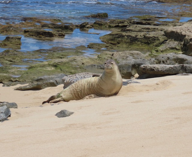 MonkSealMania blogspot 04 03 2020 Friday Stay At Home 11 Monk Seal Dailies monksealmania-blogspot-04-03-2020-friday-stay-at-home-11-monk-seal-dailies