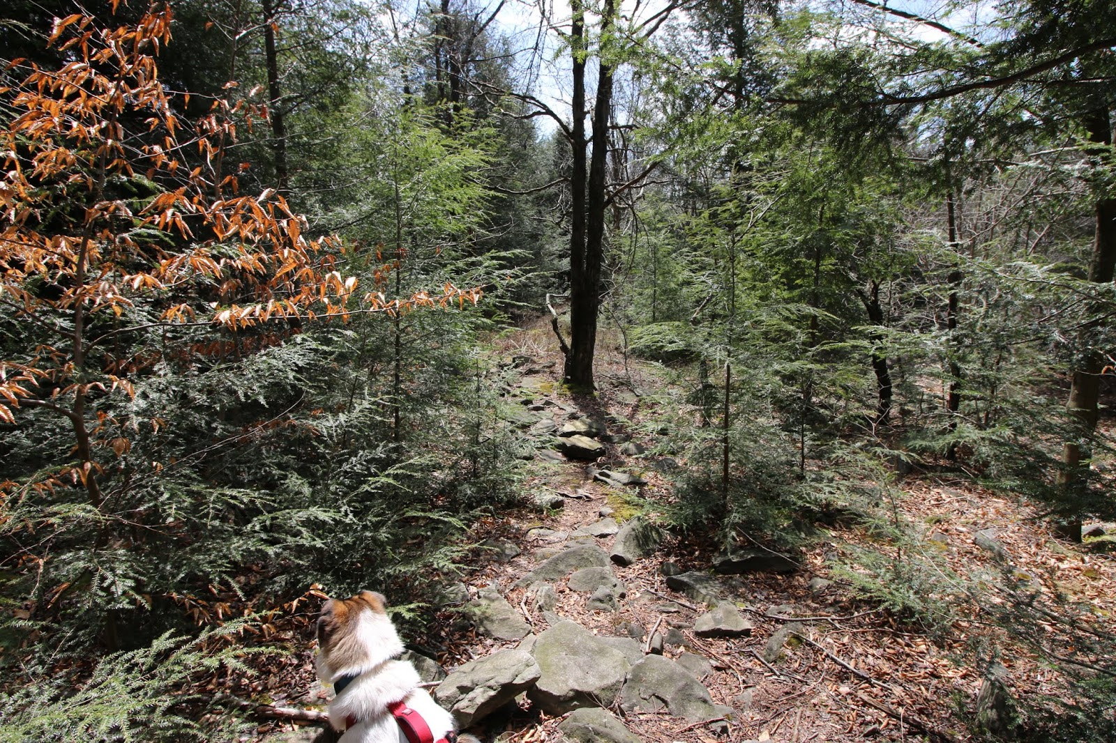 Gallitzin Forest at Lester Shippy blog