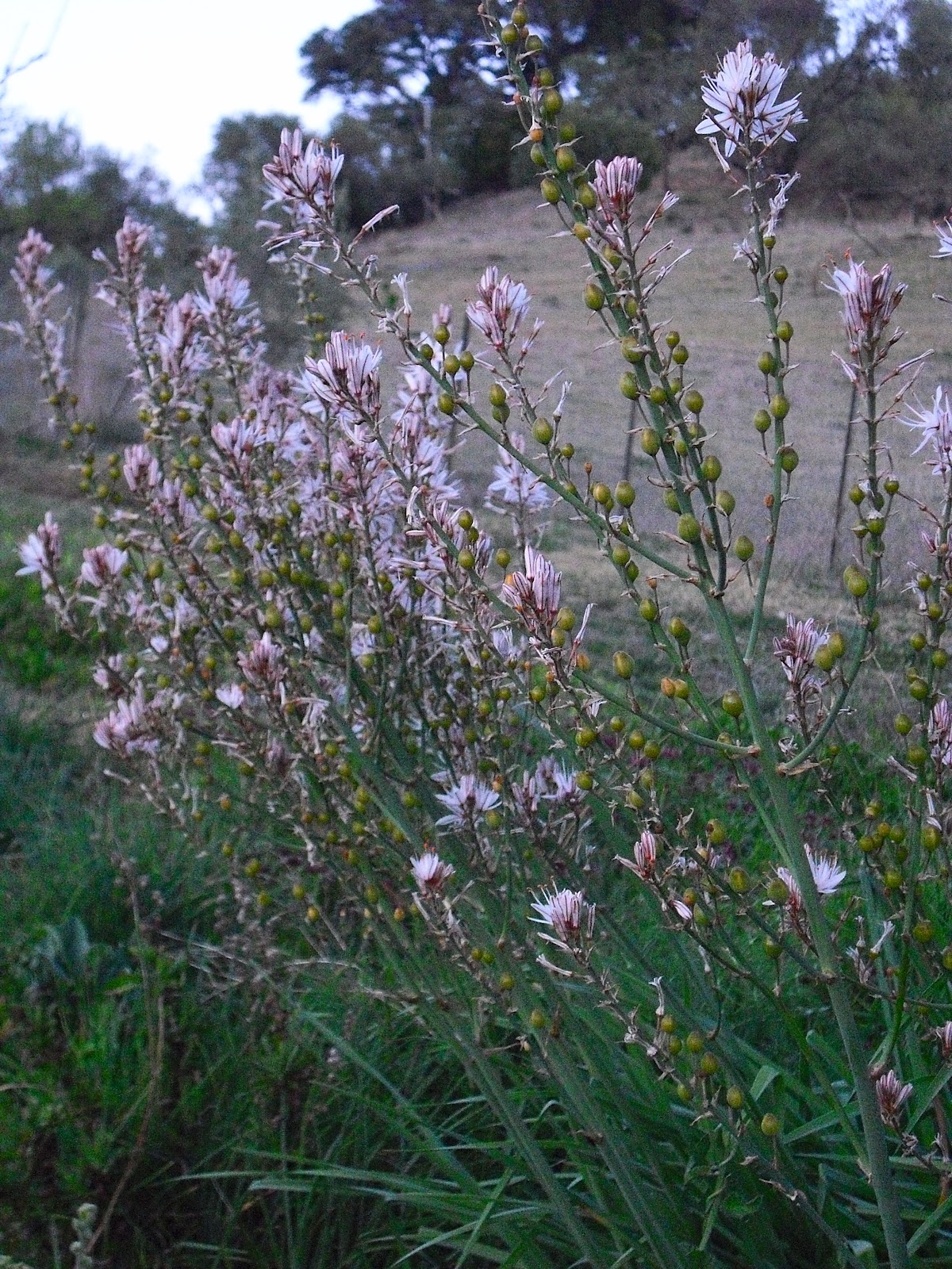 Manuel Cabello y Esperanza Izquierdo. "El blog de Ocurris". En Ubrique ...