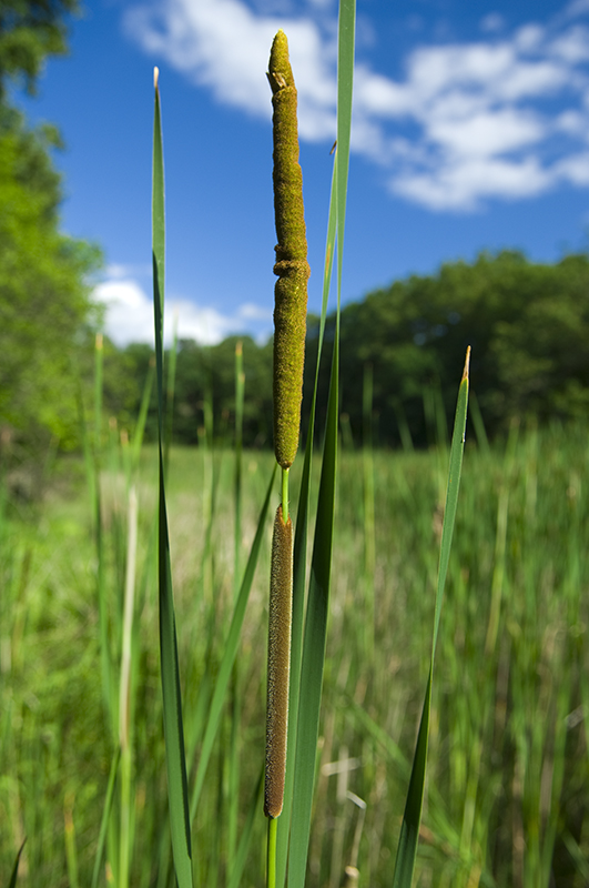The 3 Foragers: Foraging for Wild, Natural, Organic Food: Cattail ...