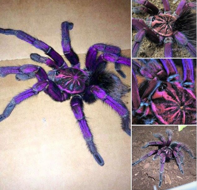 Alan Miniaturas Medievais