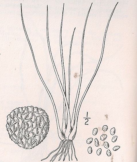 FLORA ILUSTRADA BRITTON DEL NORTE DE U.S.A.-CANADA: FERNS ISOETACEAE ...