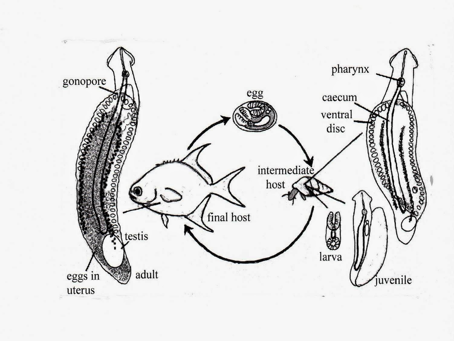 ENIGMAS DE LA VIDA: Reproducción en Platelmintos