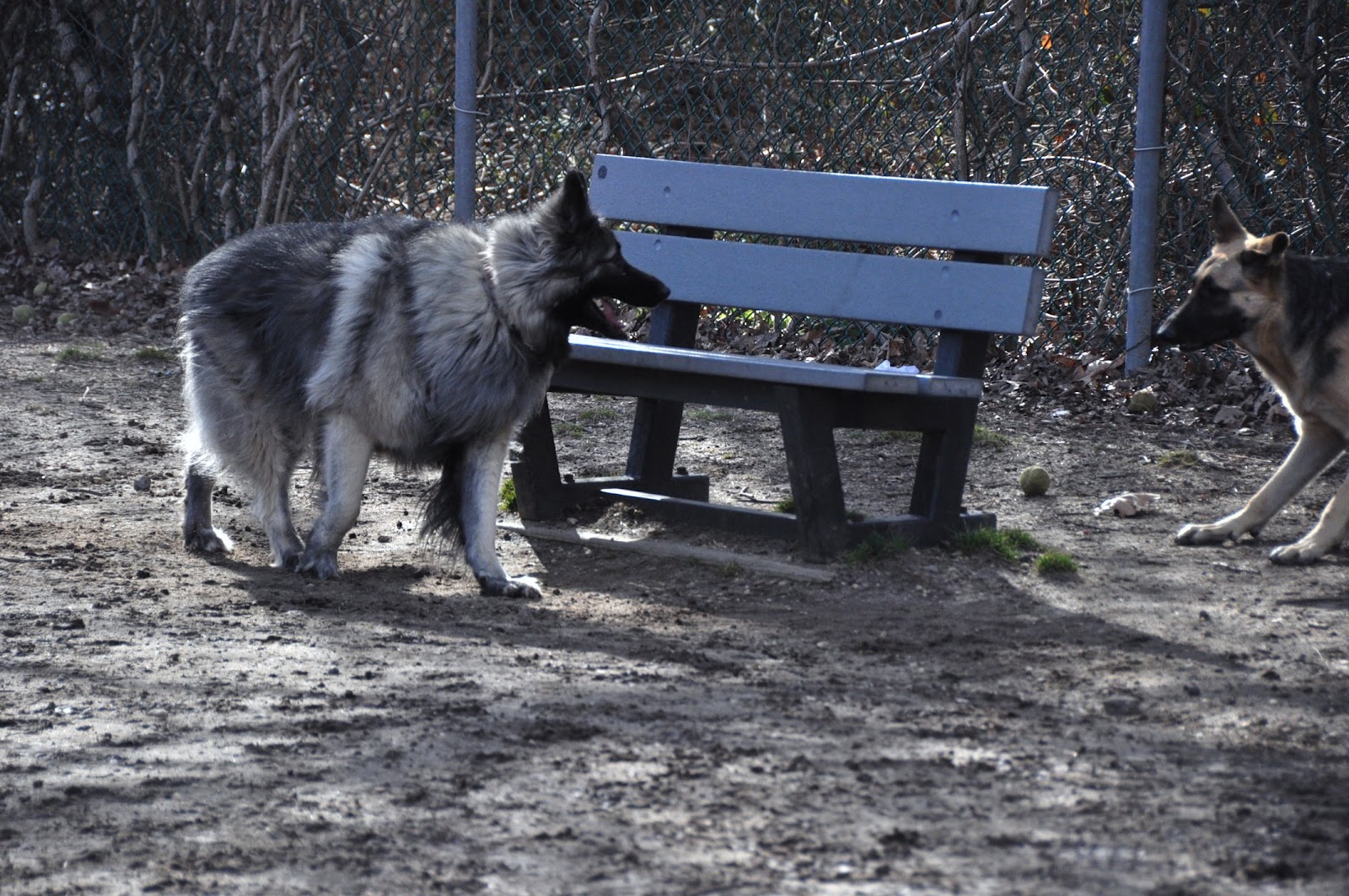 Cooper's Shiloh Shepherd Blog