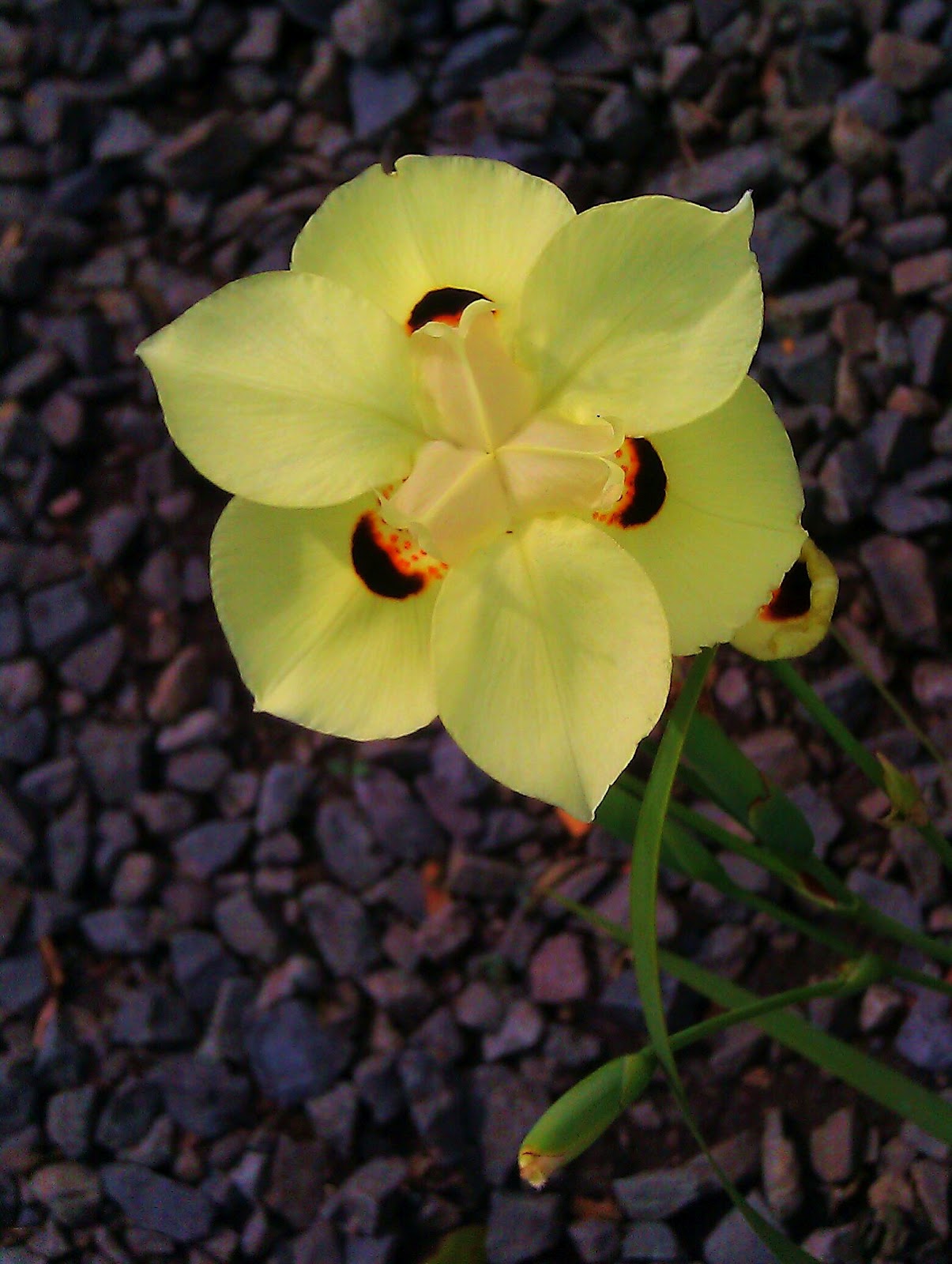 Trinity Flowers And Event Center at Rachel Stearn blog