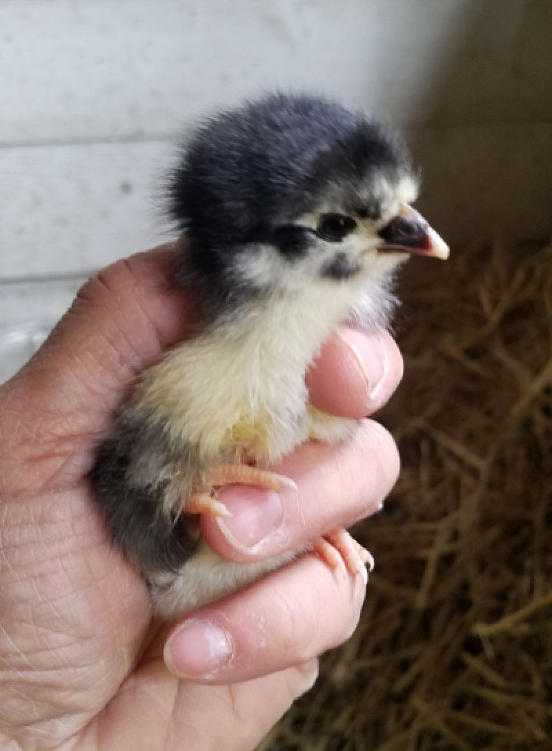 All about the Australorp Chicken Breed - Fresh Eggs Daily® with Lisa Steele