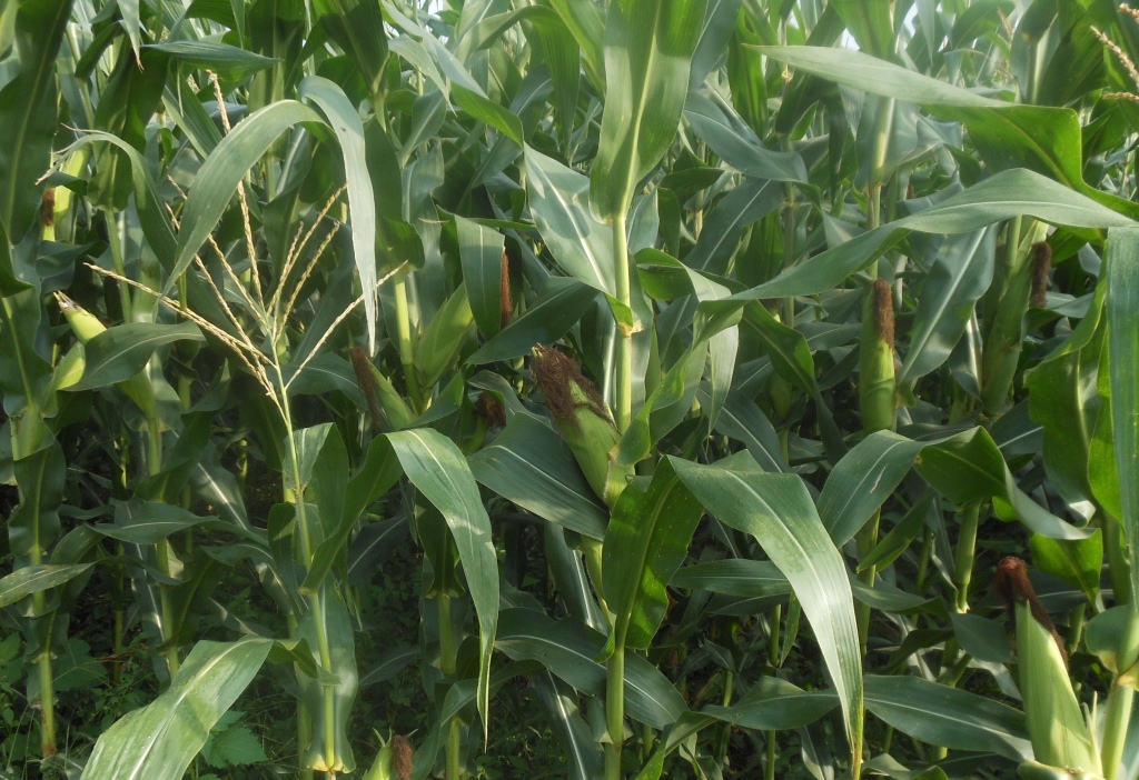 पुष्‍पांजलि: प्रकृति मां