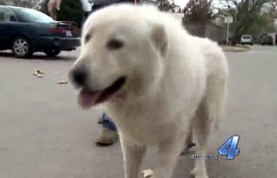 Four legged friends (and enemies): Dog attacks children walking from ...