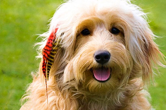 Latest Craze to Hit the Pet World: DOG Hair Extensions! | BOLD and ...