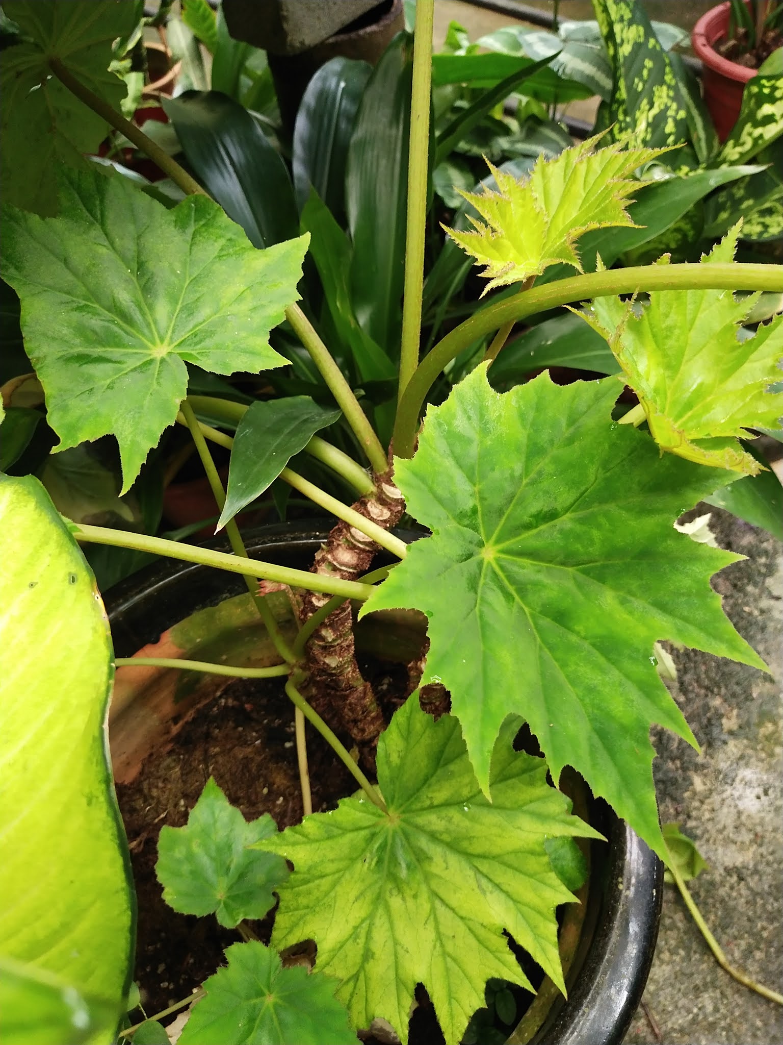 Garden Chronicles of James David: Star Begonia / Begonia heracleifolia ...