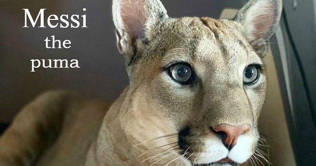 Meet Messi, The Rescued Puma [ Being Ron ]