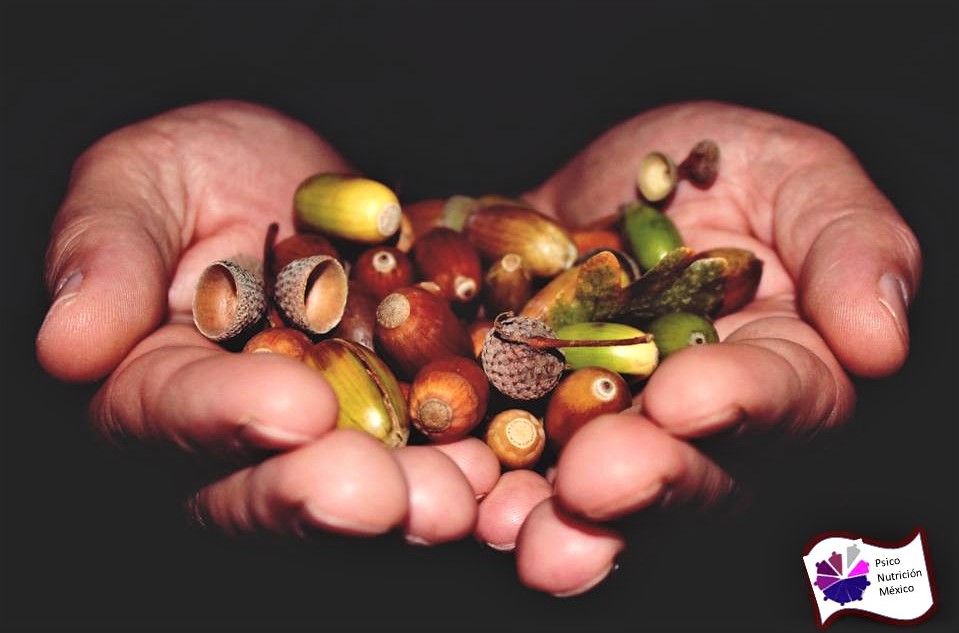 LA TEORÍA DE LA BELLOTA