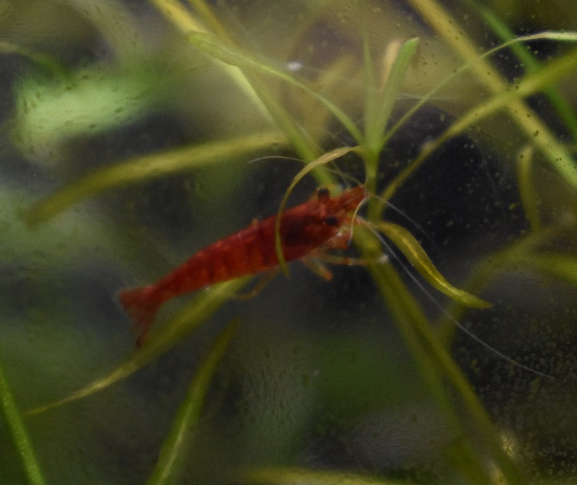 ZOOTOGRAFIANDO (6.100 ANIMALS): GAMBA RED CHERRY / RED CHERRY SHRIMP ...