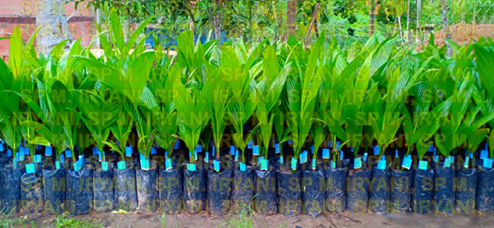 Jual Benih / Bibit Pinang Betara Bersertifikat / Berlabel - Pinang Betara