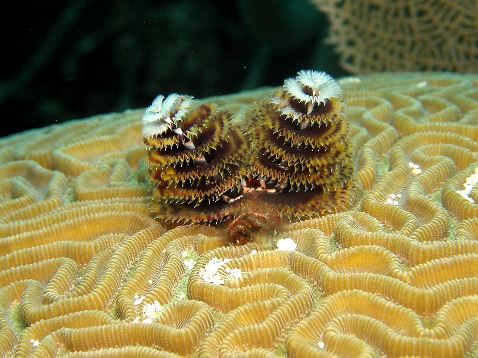 Iluminación Profunda: Pinitos de mar (3) (Spirobranchus sp) (Roatan ...