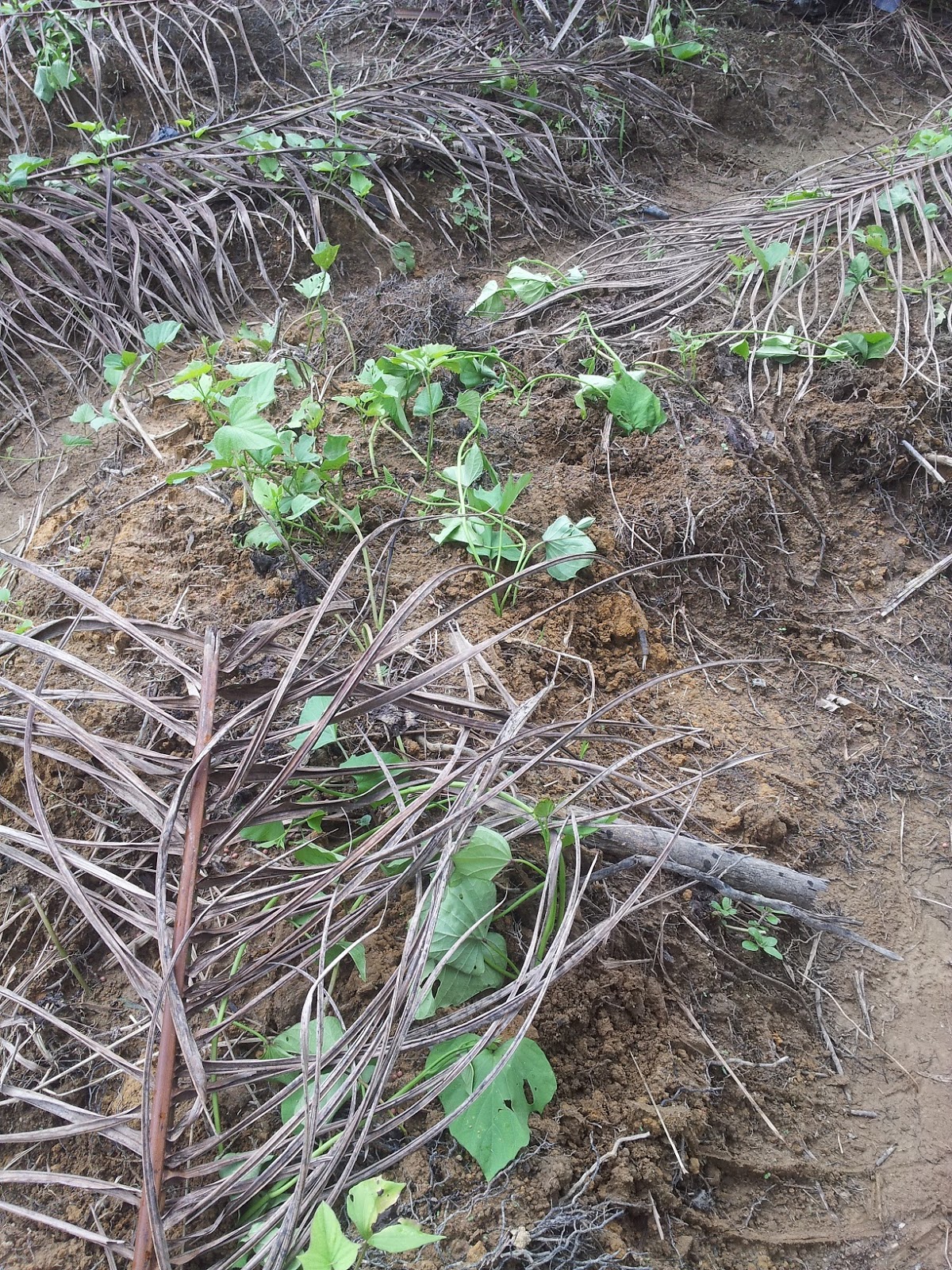 Tanaman Halia: UBI RAMBAT