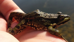 Evolution blog: ObsIdentify (NIA) herkent Kuifeend, Kikker, Kiekendief ...