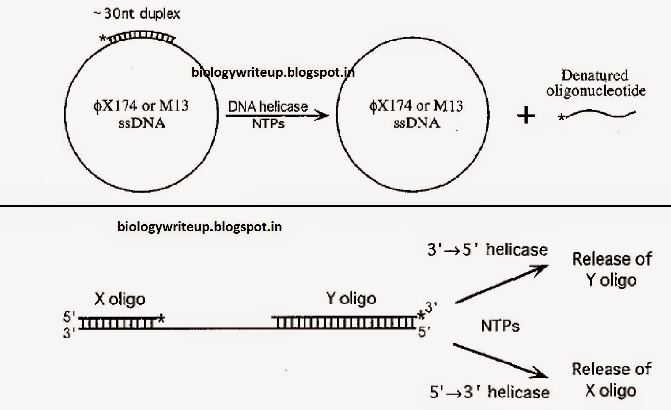 BIOLOGY WRITE-UP - BIOLOGY ARTICLES: DNA HELICASE ASSAY: Principle ... BIOLOGY WRITE-UP - BIOLOGY ARTICLES: DNA HELICASE ASSAY: Principle ...