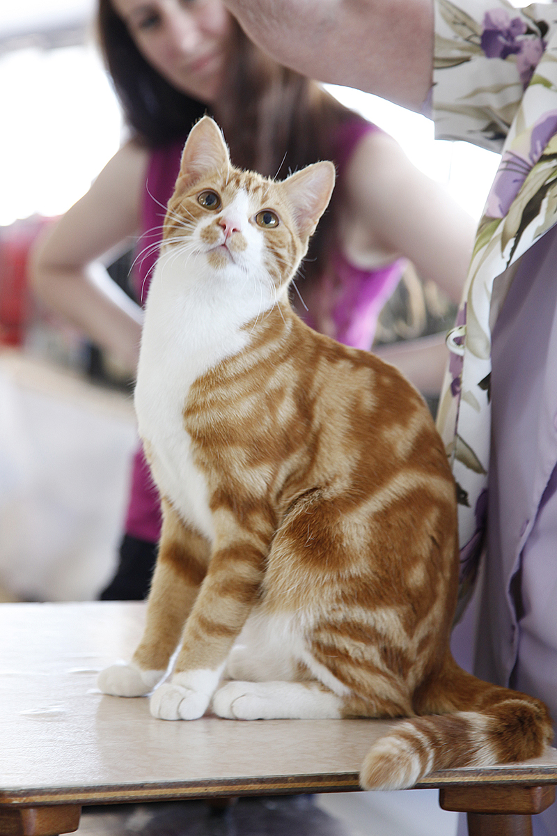 The Aussie Tour Cat Shows - October & November 2019 | Australian Cat Lover