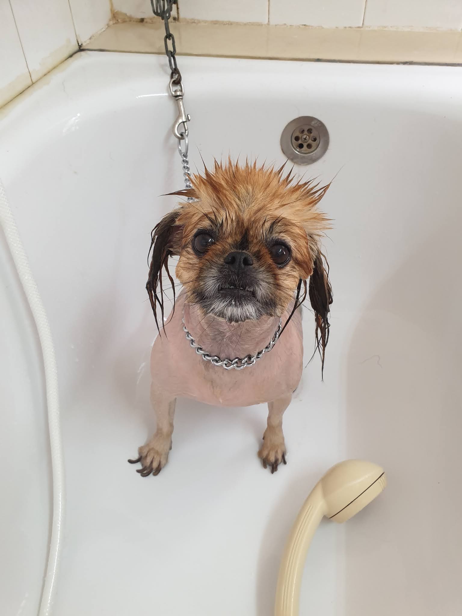 .: haircut for my dogs,Henna and wedding,dates and more~^^