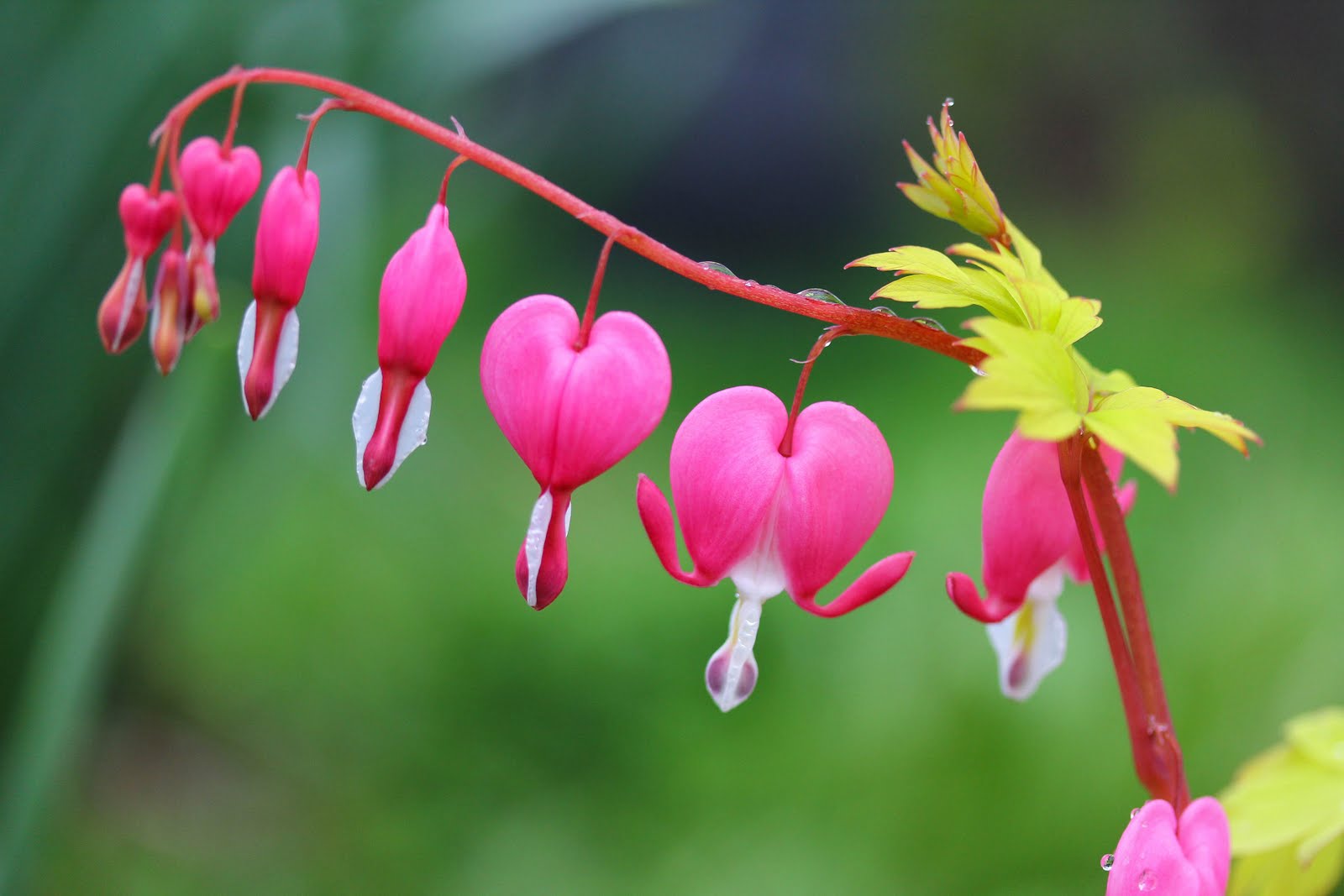 La fascinante flor “corazón herido”. ~ Naturaleza Vital